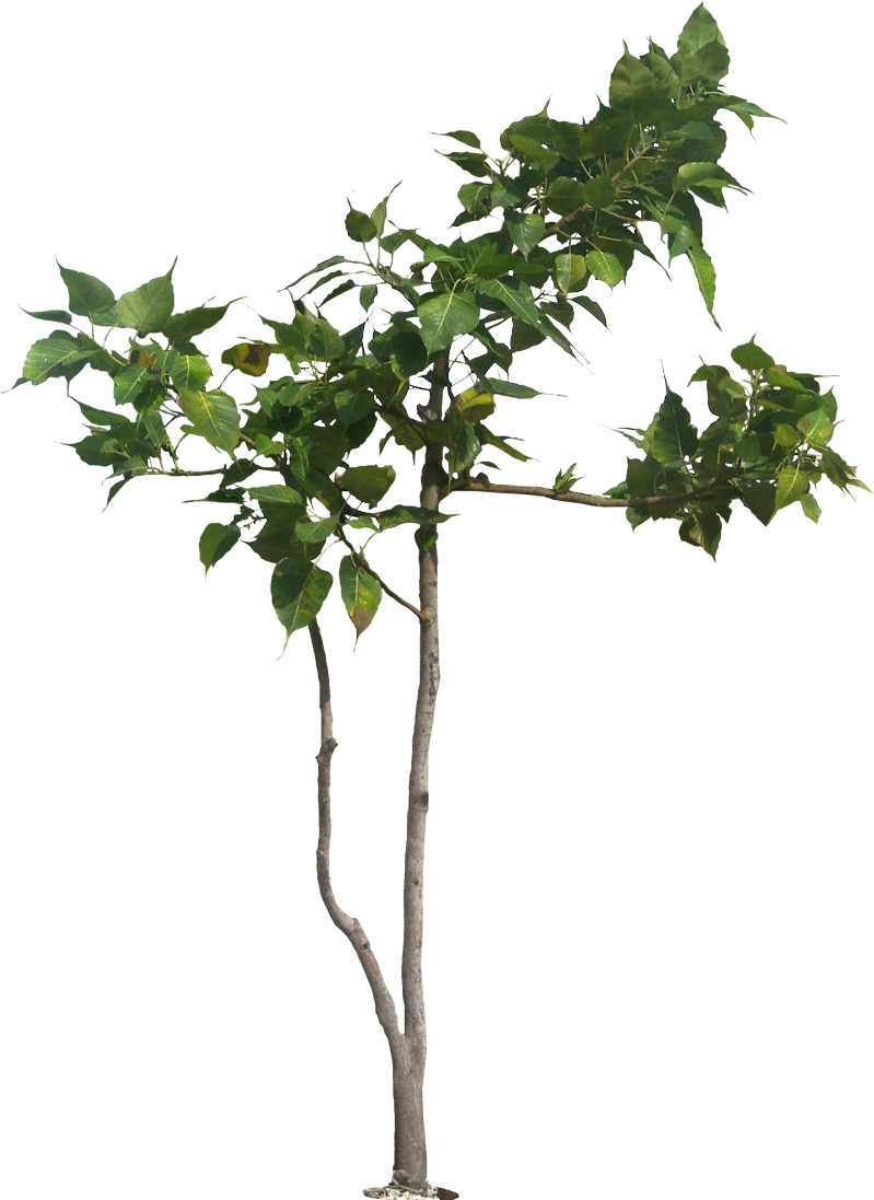 Download Fig Leaf Png For Kids - Fig Tree White Background Clipart Png ...