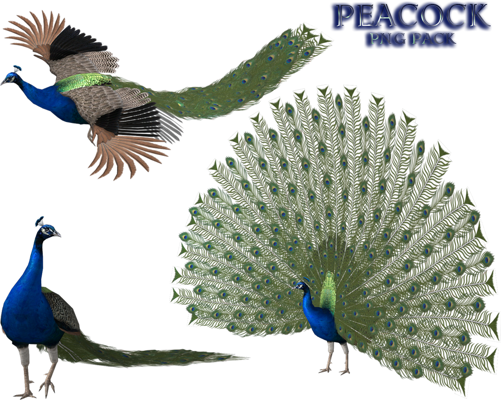Peacock Png - Bird Mmd Model Clipart - Large Size Png Image - PikPng