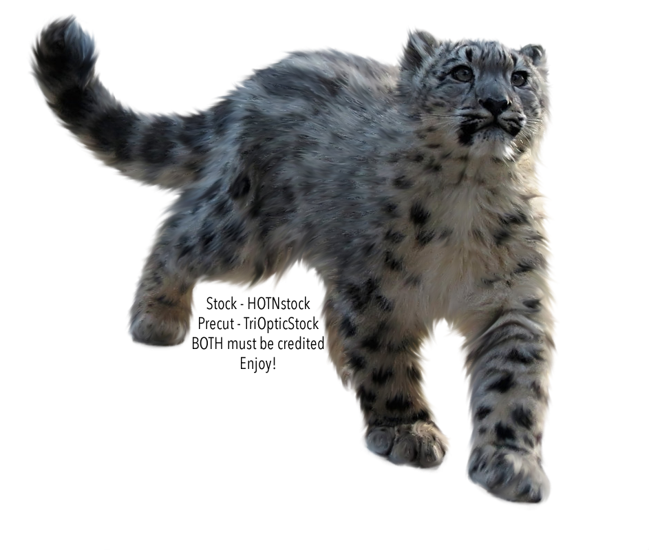 Snow Leopard Png - Snow Leopard Cut Out Clipart - Large Size Png Image ...