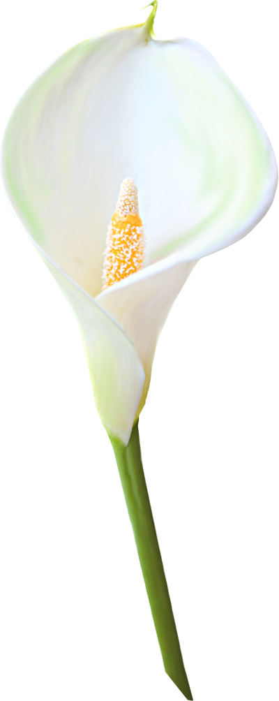 Calla Png Clipart - White Calla Lilies Transparent - Large Size Png ...