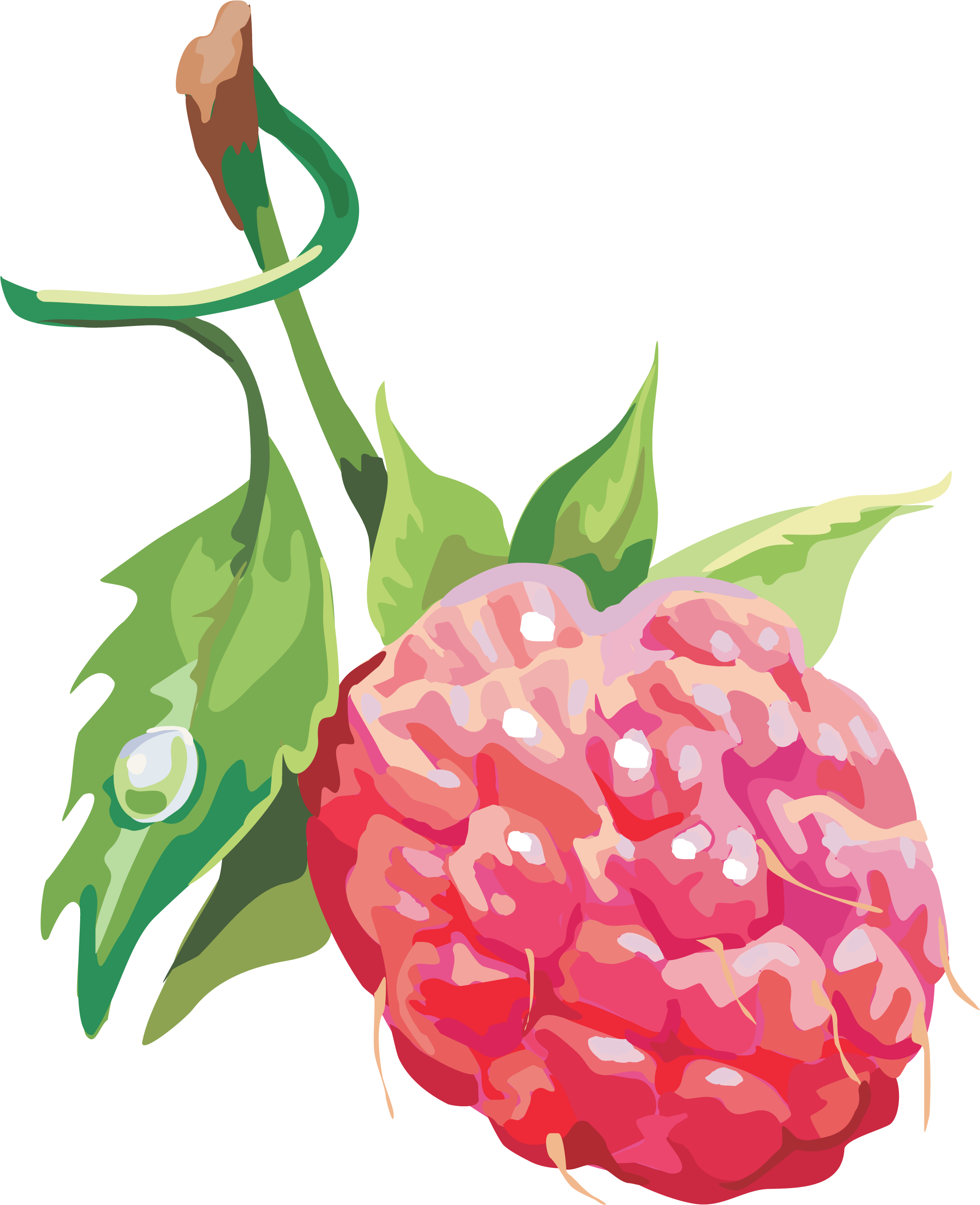 Raspberry Illustration Png Clipart - Large Size Png Image - PikPng