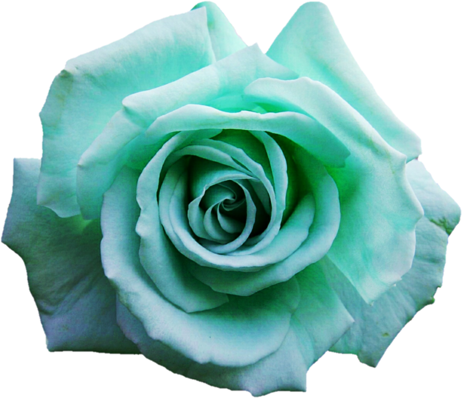 960 X 831 6 - Turquoise Rose Png Clipart - Large Size Png Image - PikPng