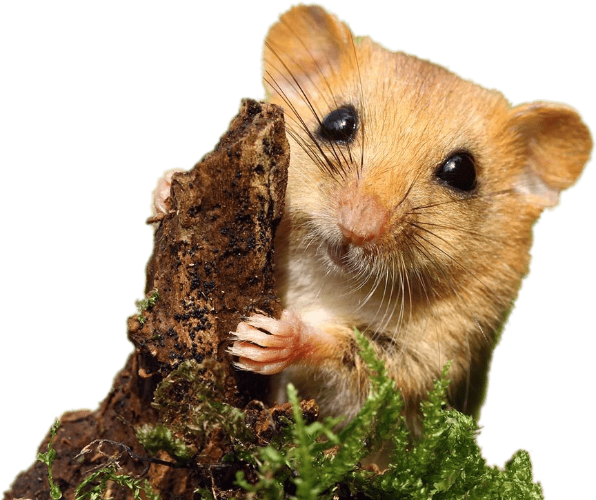 Dormouse - Hazel Dormouse Clipart - Large Size Png Image - PikPng