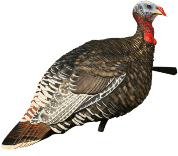 Drawn Turkey Vulture Strong - Merriam Turkey Hen Clipart - Large Size ...
