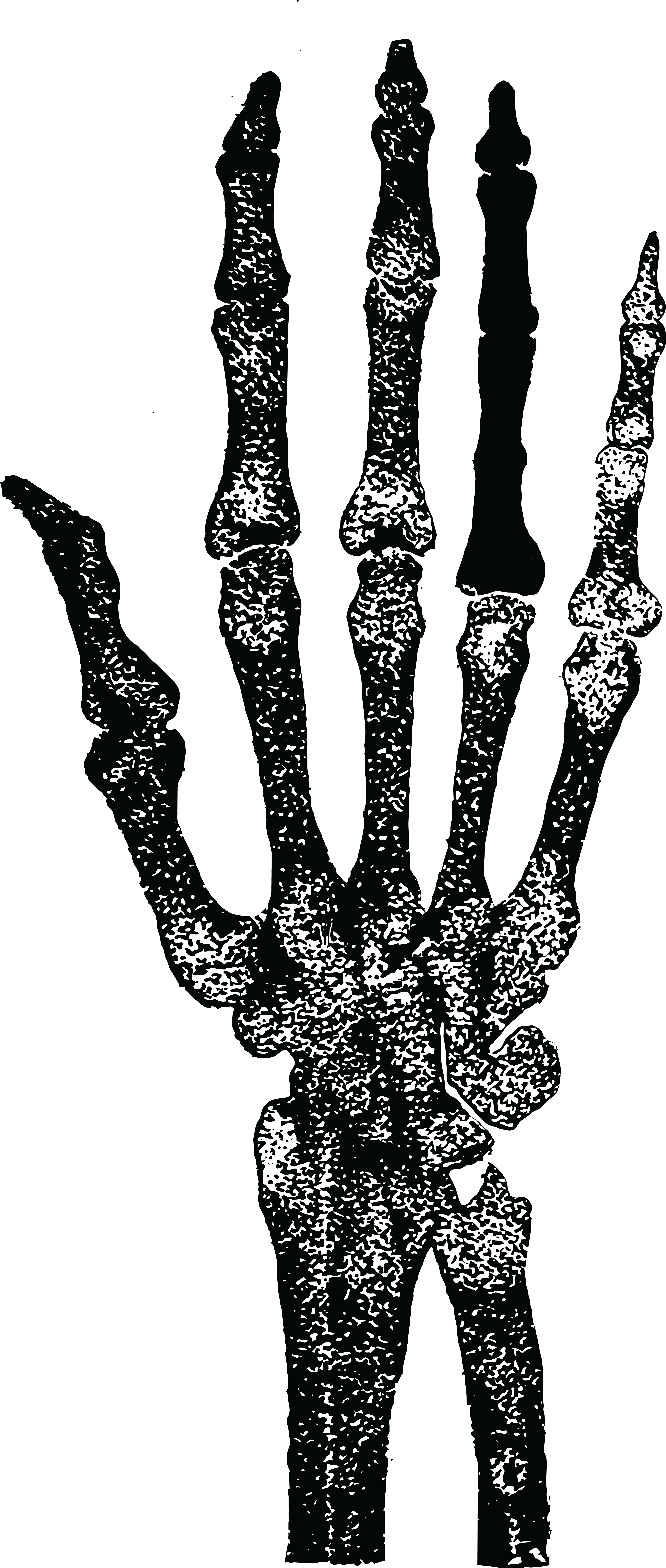 Free Of A Skeletal Hand - Skeleton Hand Clipart Png Transparent Png ...