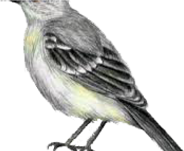 Northern Mockingbird Clipart - Large Size Png Image - PikPng