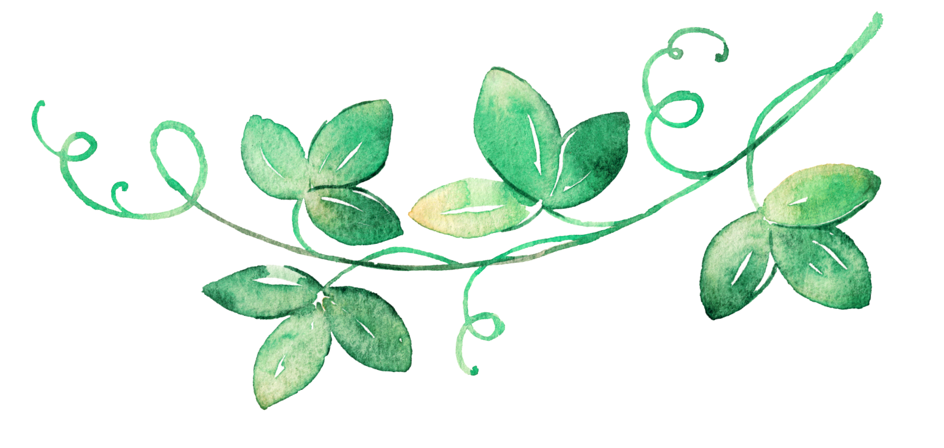 Decorative Vine Divider - Art Clipart - Large Size Png Image - PikPng