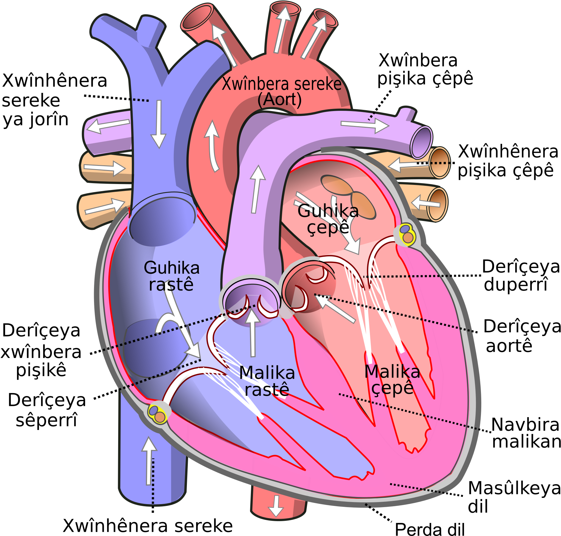 Open - Human Body Heart Clipart - Large Size Png Image - PikPng