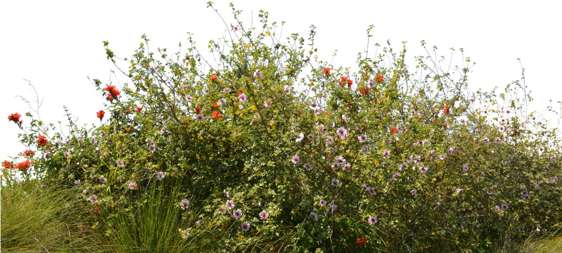 Flowers On Ground Png Clipart - Large Size Png Image - PikPng