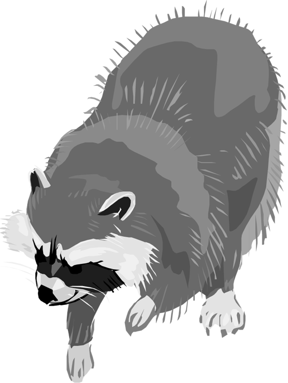 Free Raccoon Clipart - Clip Art Raccoon Transparent - Png Download ...