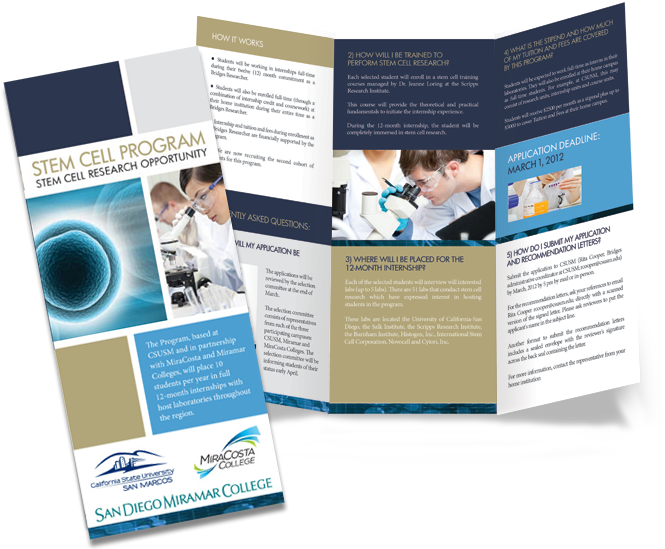 Book Cover / Brochure - Stem Cell Research Pamphlet Clipart - Large ...