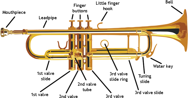 Trumpet Parts - All Parts Of A Trumpet Clipart - Large Size Png Image ...