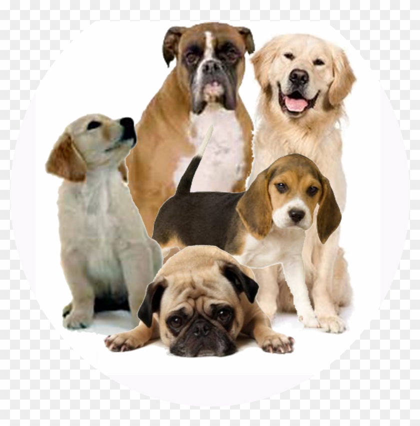 Dog Png Image - Dermotic Cream Clipart (#4397) - PikPng