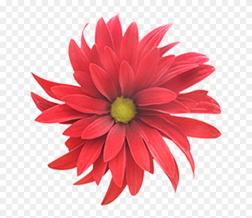 Click To Enlarge Image Red Daisy Brahma Red Daisy Brahma - Daisy Family ...
