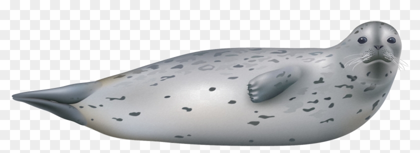 Harbor Seal Png Pic - Harbor Seal Png Clipart (#108087) - PikPng