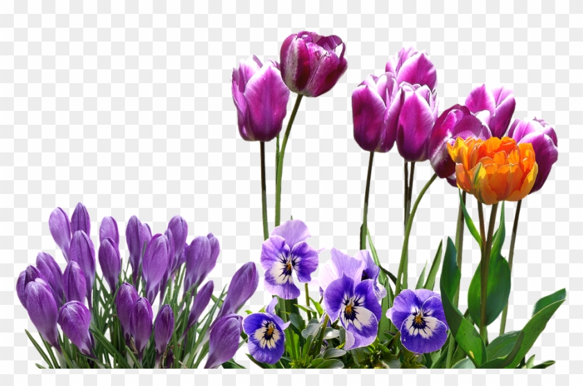 Spring, Tulips, Crocus, Pansy, Easter, Spring Flower - Tulips Png ...