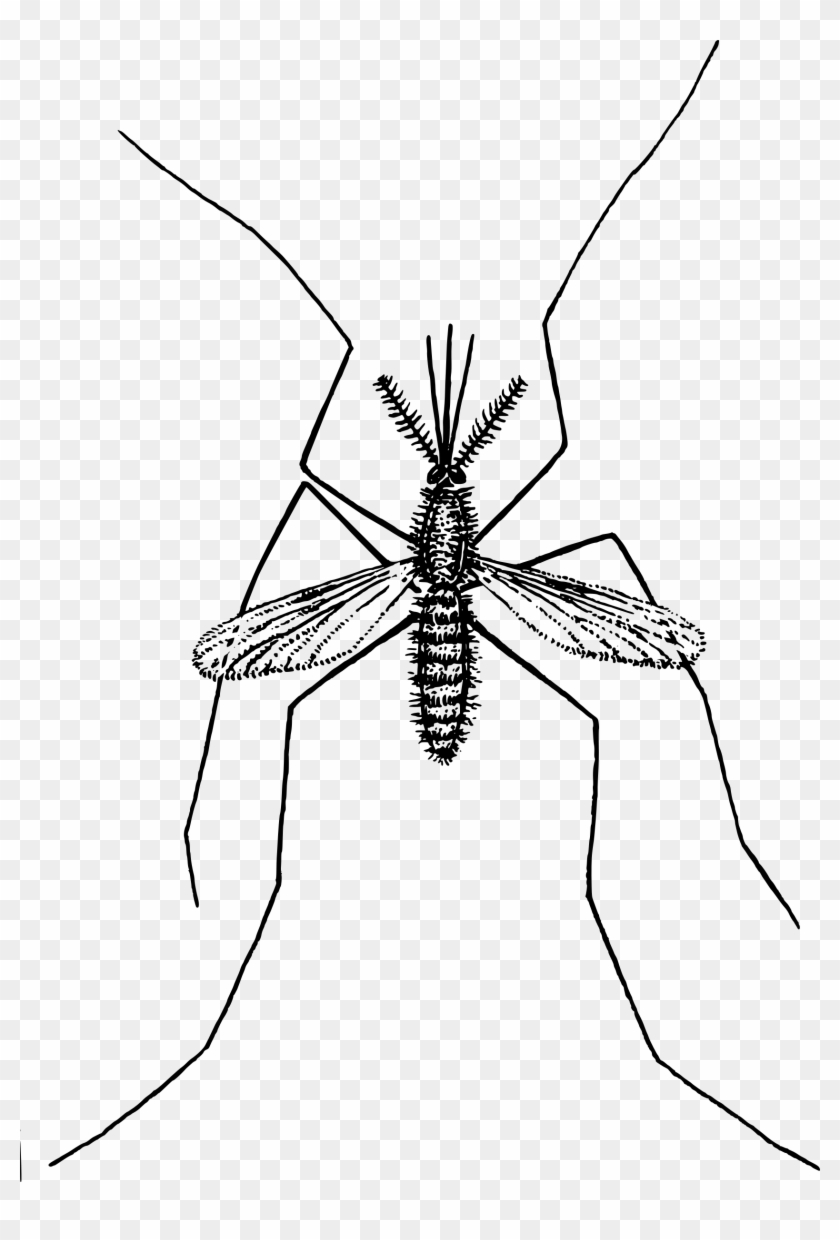 Big Image - Mosquito In Line Drawing Clipart (#1090751) - PikPng