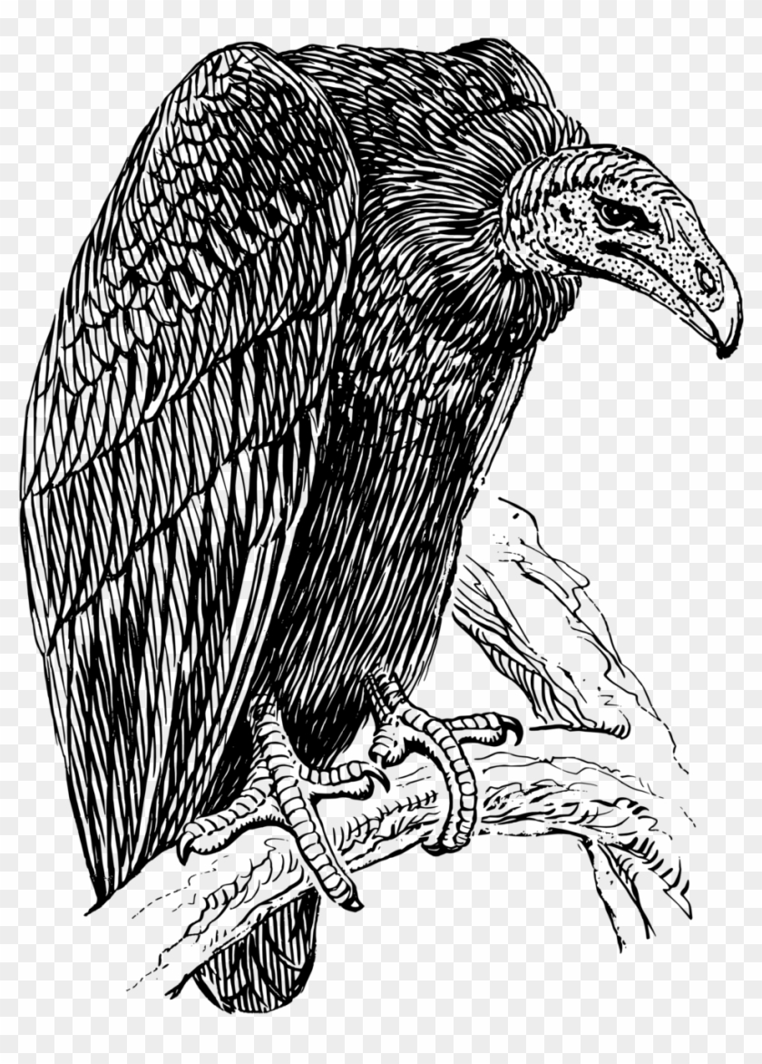 Vulture - Vulture Drawing Clipart (#1130150) - PikPng