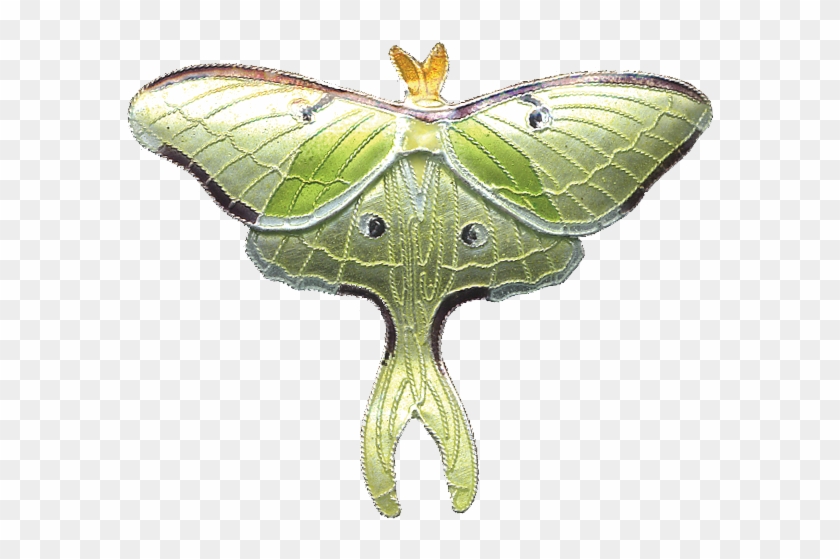 Butterflies & Moths - Luna Moth Pin Clipart (#1171928) - PikPng