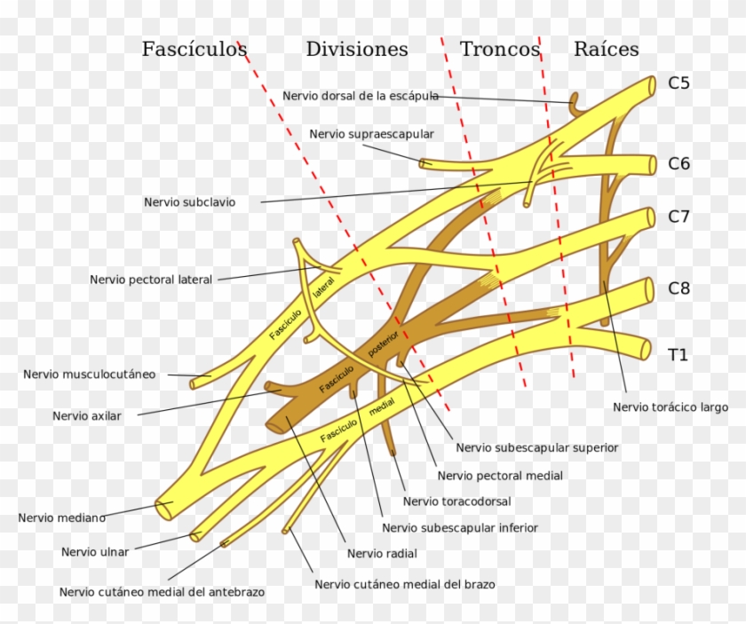 Brachial Plexus Clipart (#1181688) - PikPng