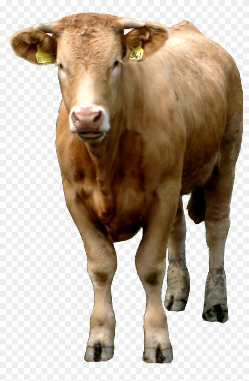 Cow Png In High Resolution - Brown Cow Png Clipart (#1282702) - PikPng