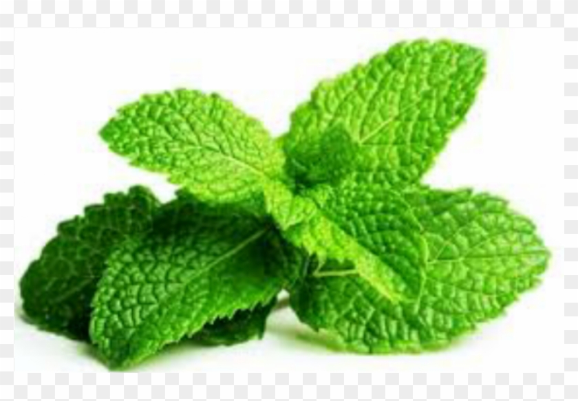 Download Mint Png File Download Free - Peppermint Png Clipart Png ...