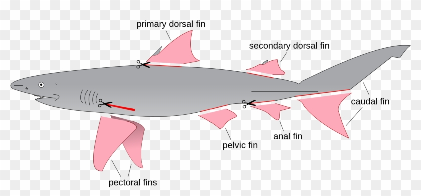 Shark Finning Diagram - Shark Fins Diagram Clipart (#1303604) - PikPng