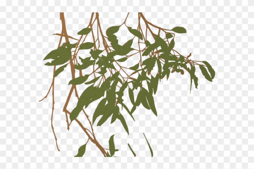 Eucalyptus Clipart Gum Tree - Gumtree Branch Png Transparent Png ...