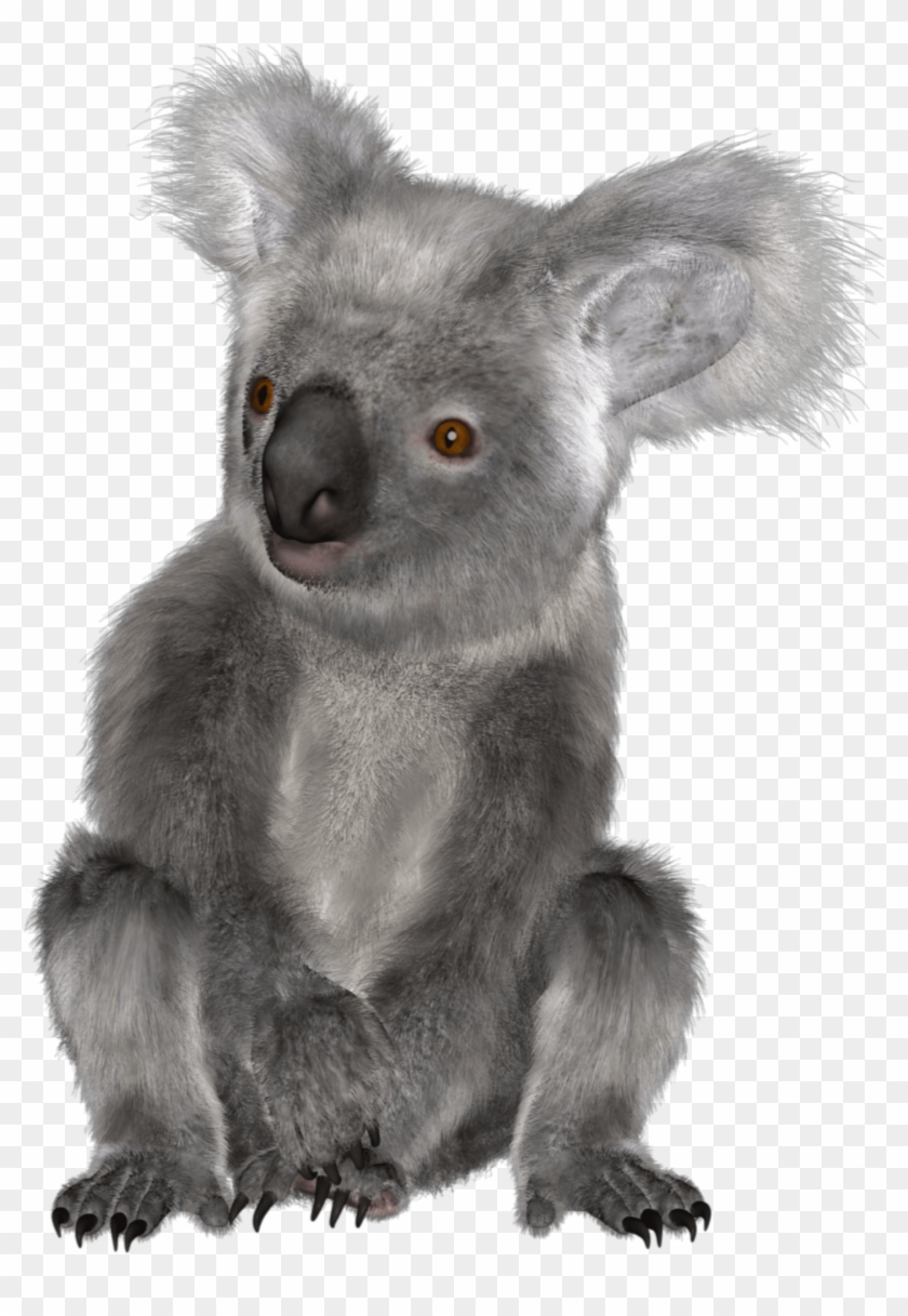 Download The Newest Koala Stickers On Picsart Clipart Png Download - PikPng