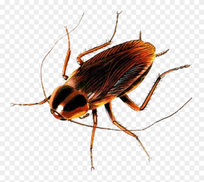 Cockroach - Cockroach With No Background Clipart (#145721) - PikPng