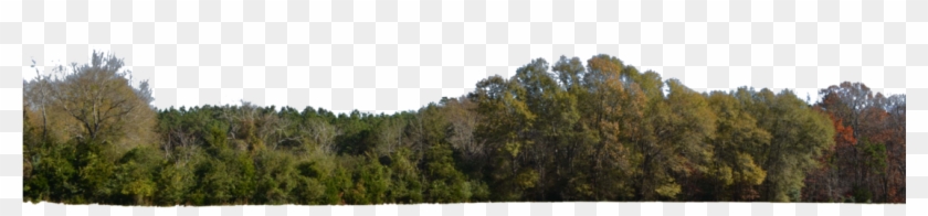 Download Treeline Png - Forest Treeline Clipart Png Download - PikPng
