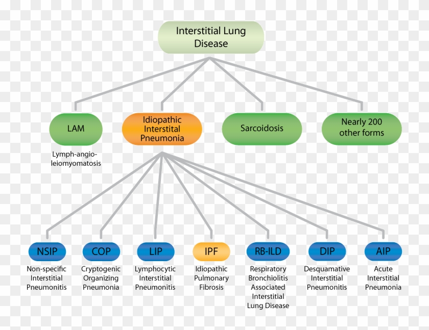 Iip Forms - Idiopathic Pulmonary Fibrosis Types Clipart (#1409446) - PikPng