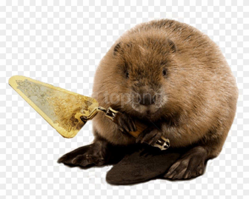 Download Free Png Mouse Png Images Transparent - Transparent Background ...