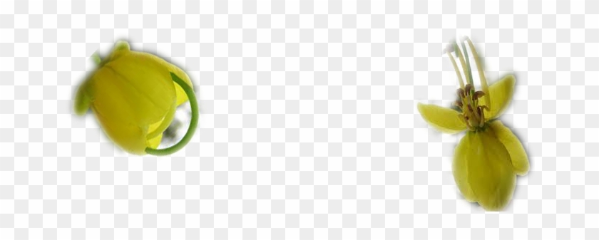 Konnapoo Png - Konnapoo Images Hd Png Clipart (#1462855) - PikPng