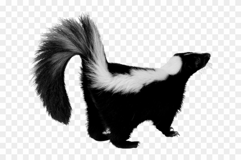 Download Skunk Png Transparent Images - Skunk Transparent Background ...