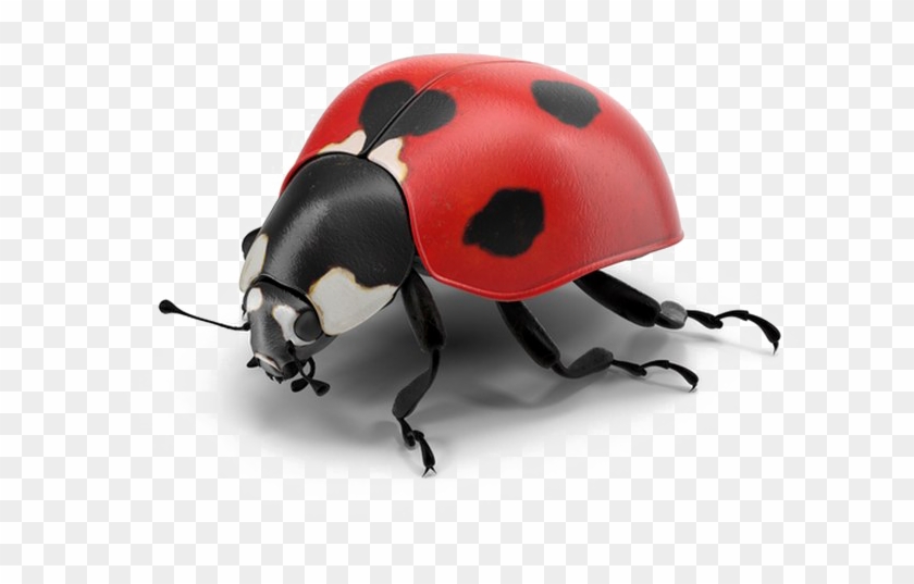 Ladybug Png Pic - Ladybug Psd Clipart (#152780) - PikPng