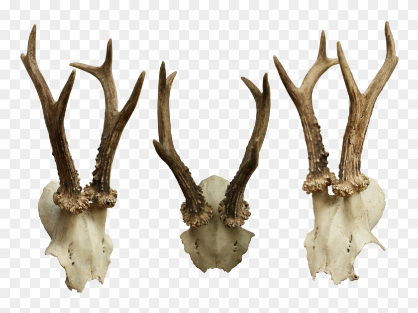 Animal Skull Png - Skull Clipart (#155633) - PikPng