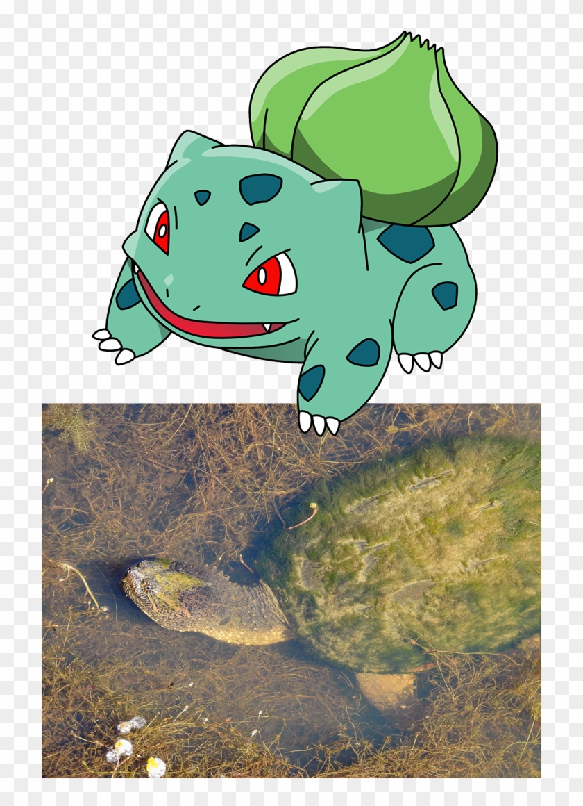 A Snapping Turtle Bearing A Growth Of Algae Is One - Pokemon Water ...