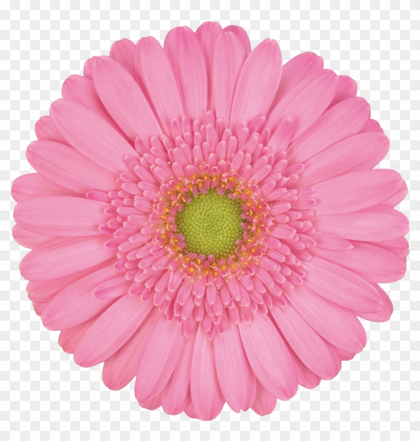 High Resolution Image, Download File - Flower Pink Daisy Clipart ...