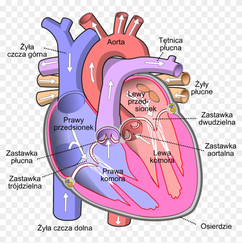Diagram Of The Human Heart Pl - Atrium Heart Clipart (#1576842) - PikPng