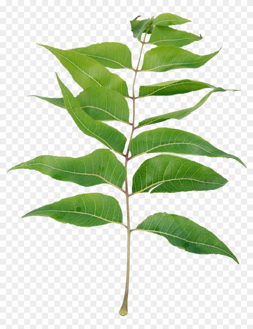 Download Neem Leaves Powder, Dietary Supplement - Neem Tree Leaf Png ...