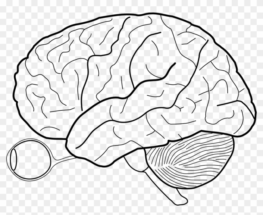 Brain Drawing Png - Human Brain Sketch Clipart (#1659271) - PikPng