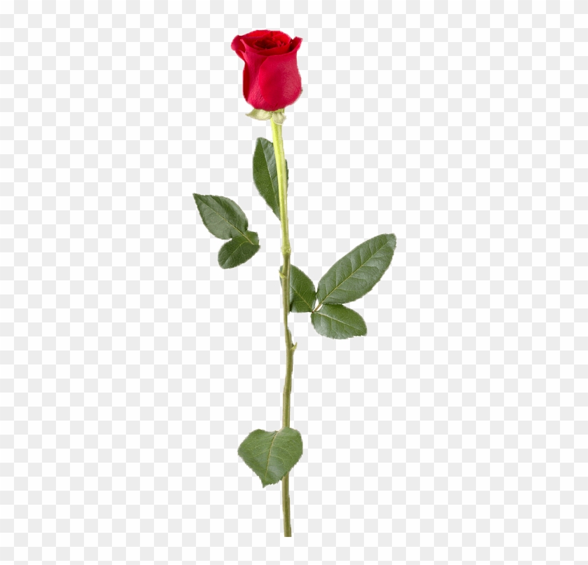 Download Special - Long Stem Red Roses Clipart Png Download - PikPng