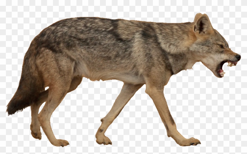 Download Golden Jackal White Background , Png Download Clipart Png Download - PikPng