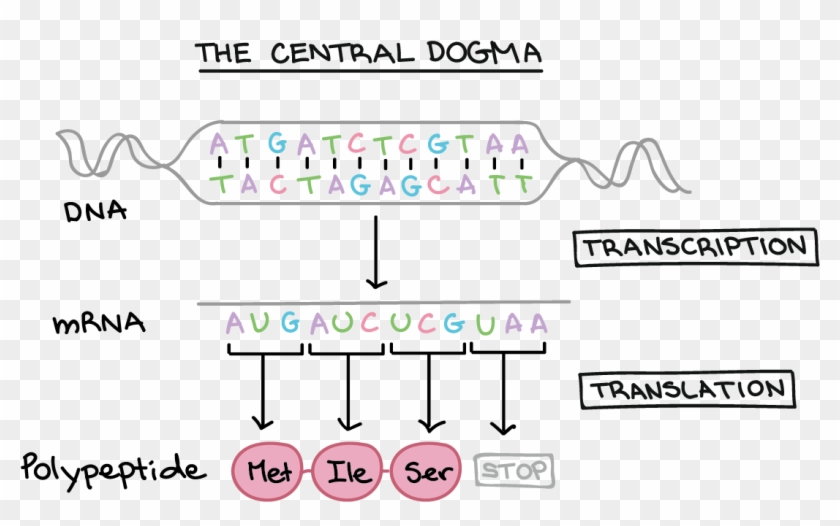 Download Dna Structure Clipart Genetic Trait - Dna To Mrna To Trna ...