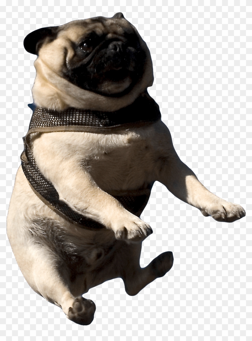 Thug Life Pug Download Png Image Clipart (#177999) - PikPng