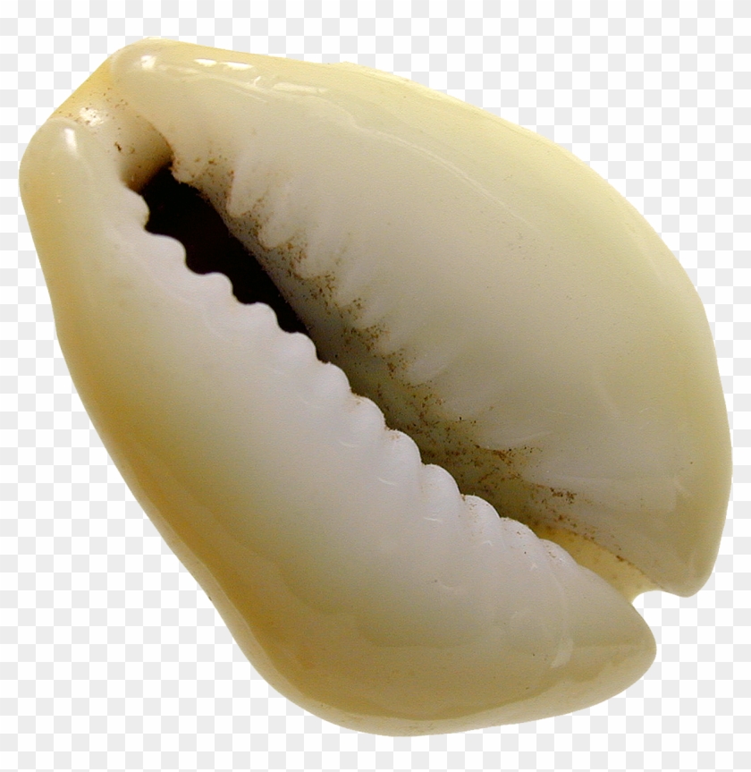 1200 X 1200 8 - Cowry Png Clipart (#1737556) - PikPng