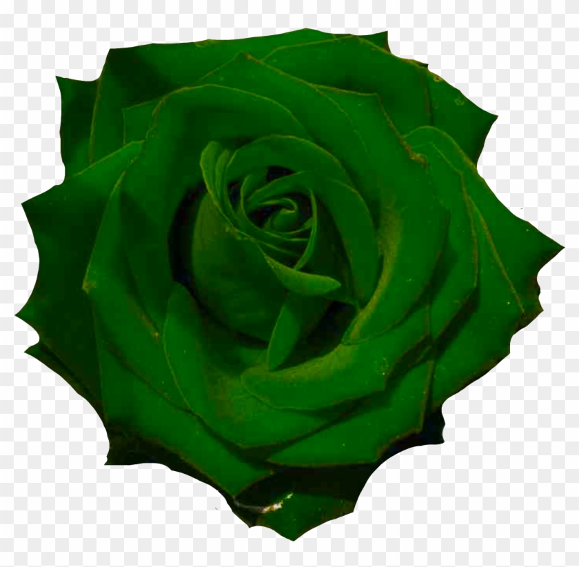 El Jardin De Rossy - Black Roses Transparent Png Clipart (#1762080 ...