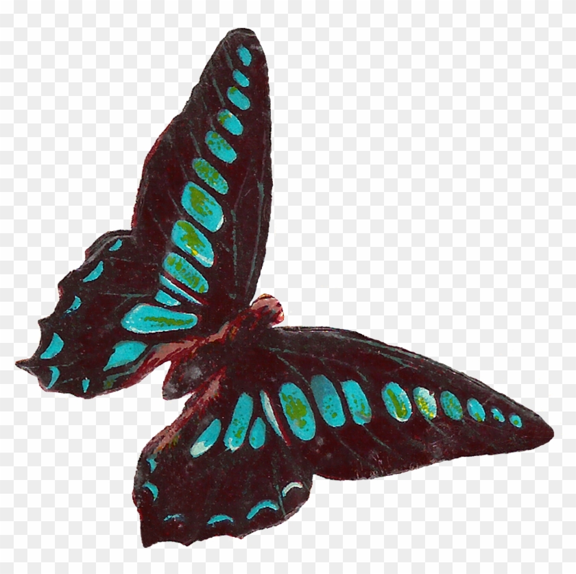 Digital Butterfly Moth Clip Art Downloads - Victorian Butterfly Clipart ...