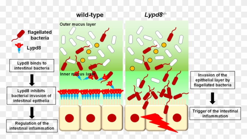 Mechanism For Inhibiting Bacterial Invasion Of Colonic - Invasion Of ...